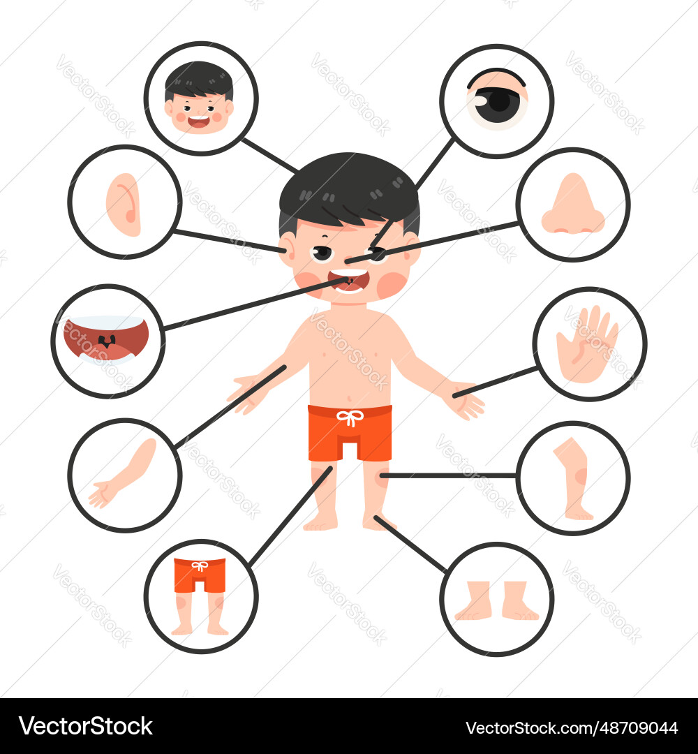 Cute boy human body parts Royalty Free Vector Image