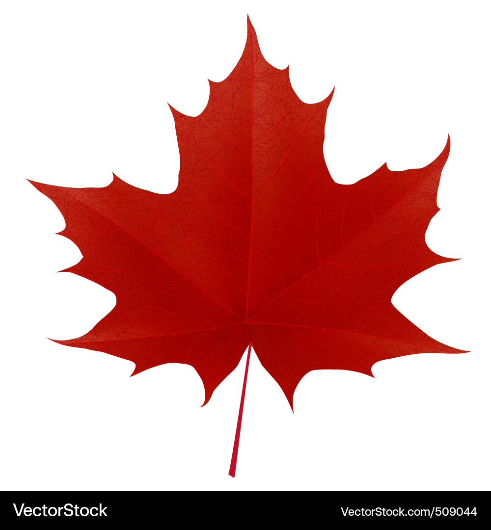 Realistic red maple leaf Royalty Free Vector Image