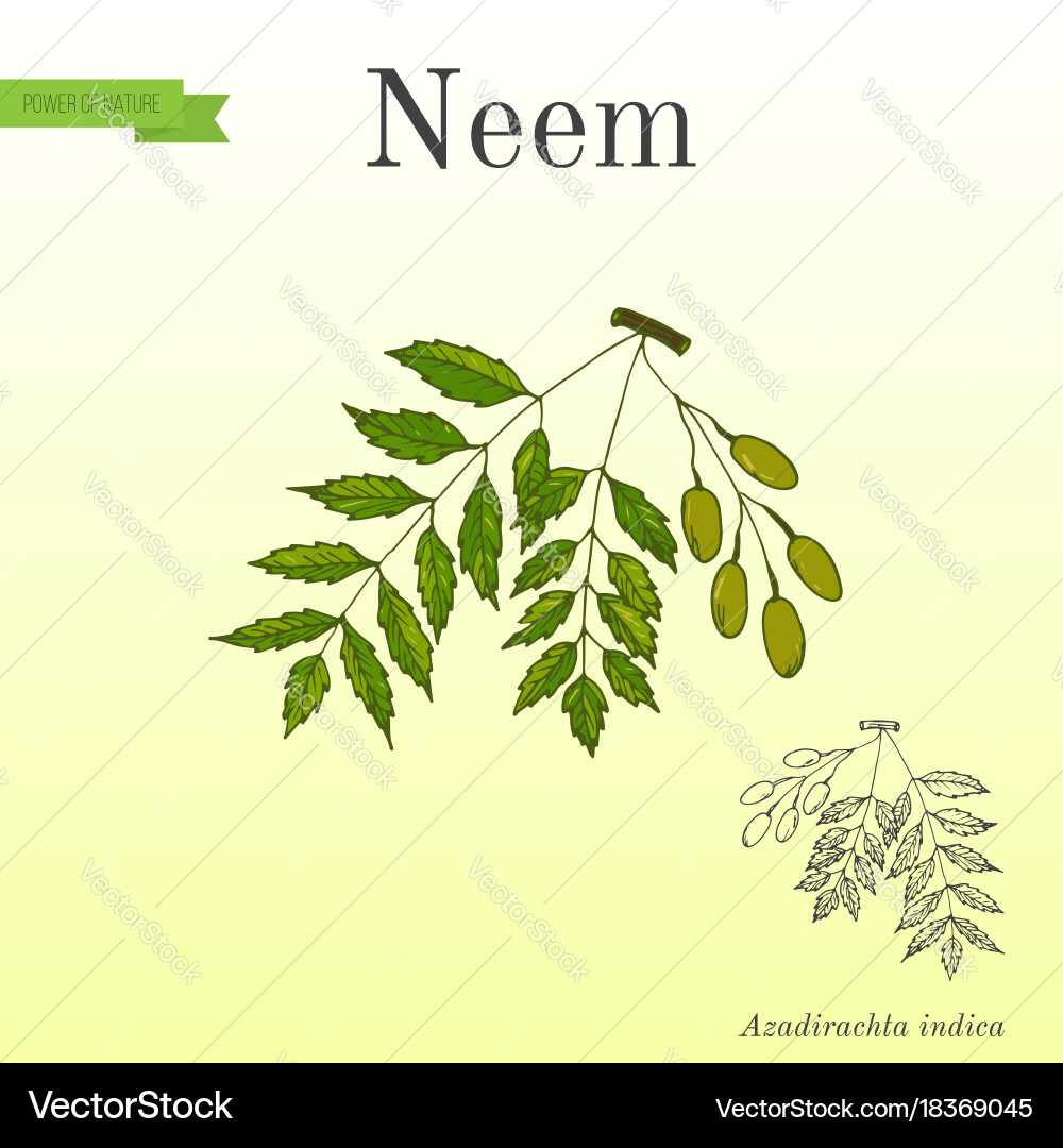 Neem tree medicinal plant Royalty Free Vector Image