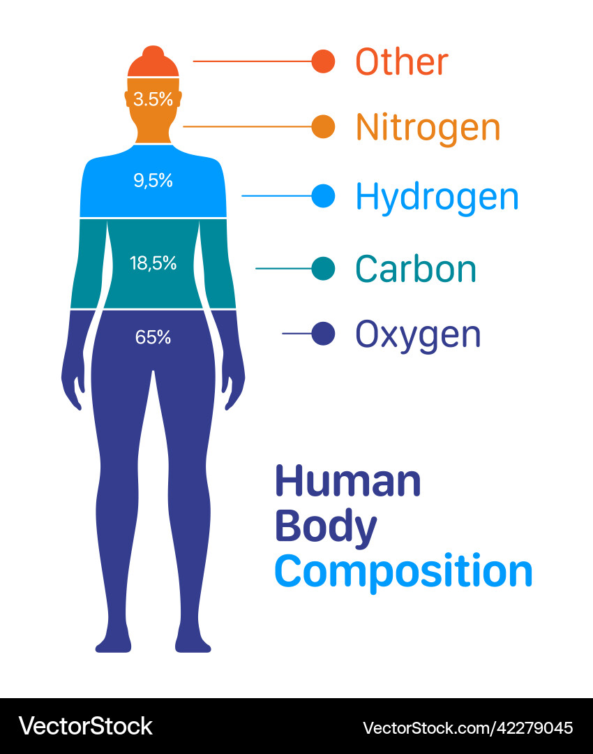 Woman body composition chart percentage Royalty Free Vector