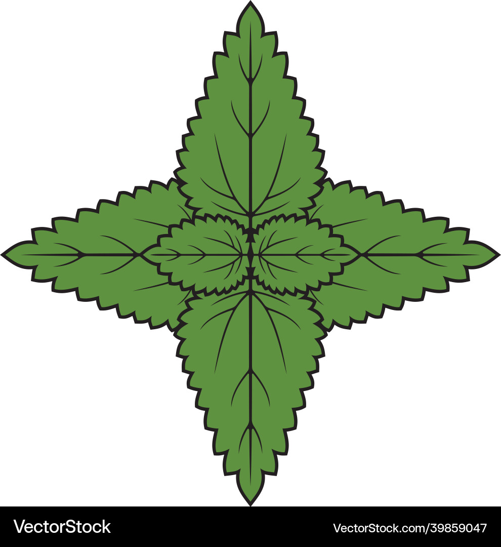 Nettle plant color Royalty Free Vector Image - VectorStock