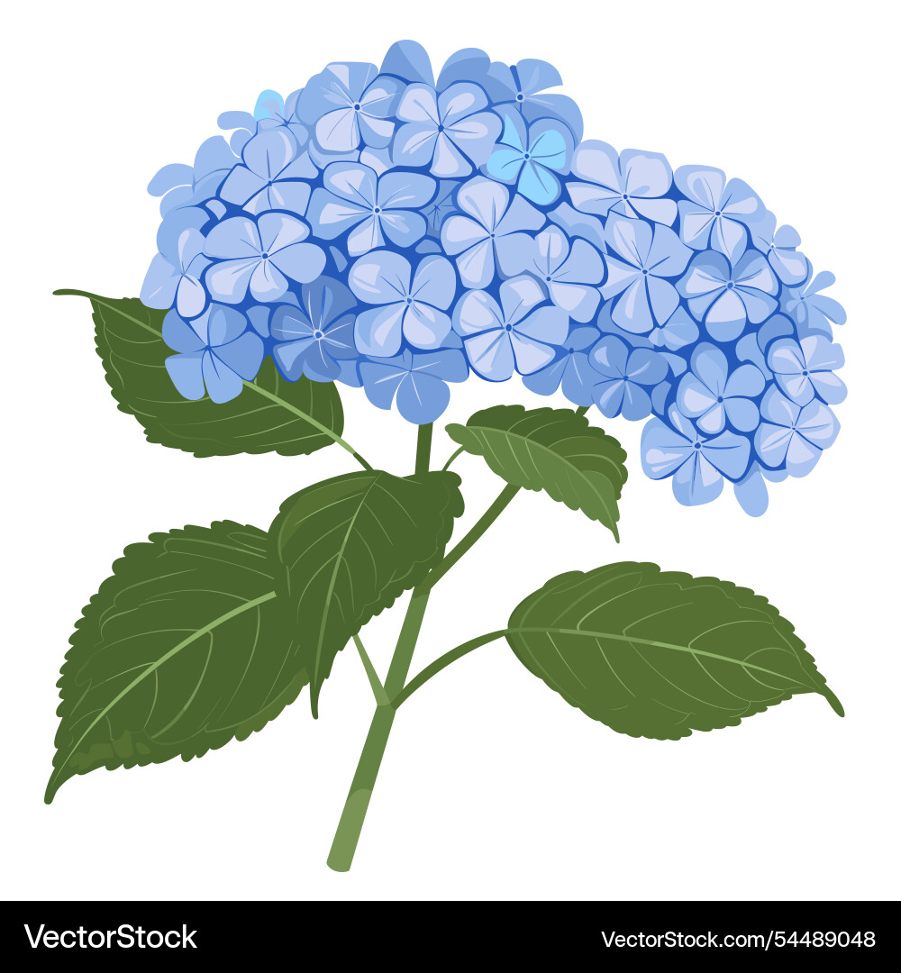 Beautiful blue hydrangea flower cluster with lush Vector Image