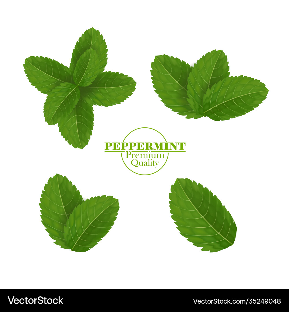Fresh Peppermint Leaf Royalty Free Vector Image