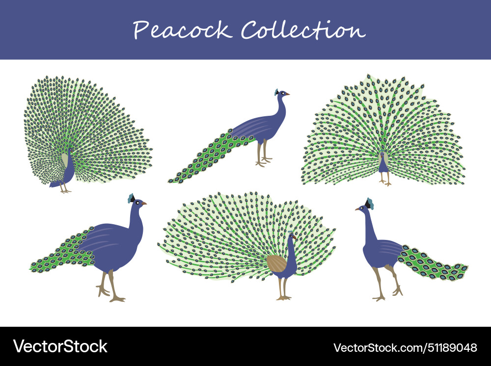 Peacock set Royalty Free Vector Image - VectorStock