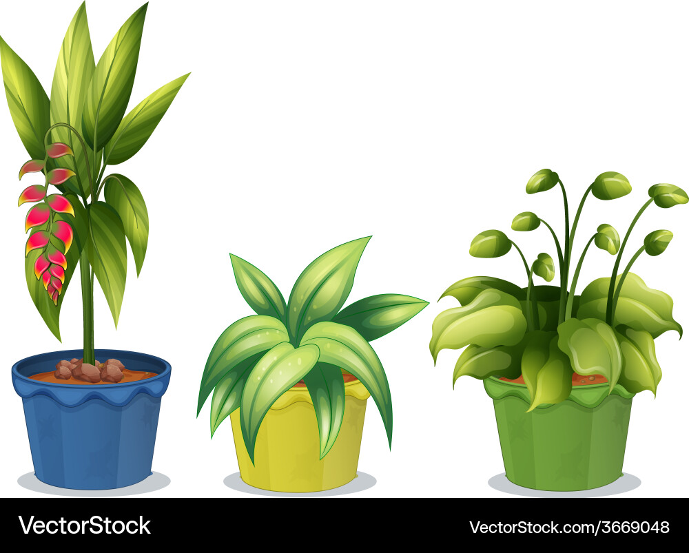 Potted plant Royalty Free Vector Image - VectorStock