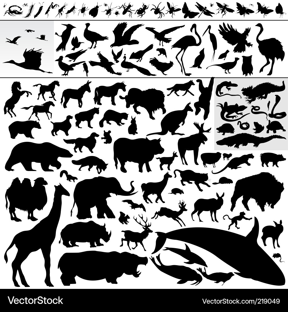 Animals Royalty Free Vector Image - VectorStock
