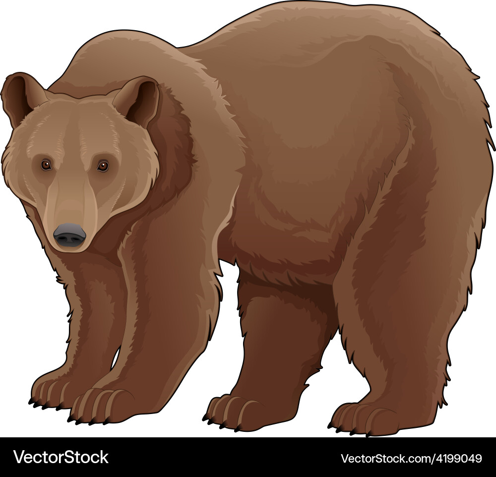 Brown bear Royalty Free Vector Image - VectorStock