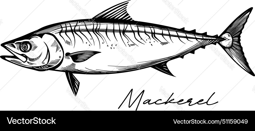 Mackerel hand drawn black and white Royalty Free Vector