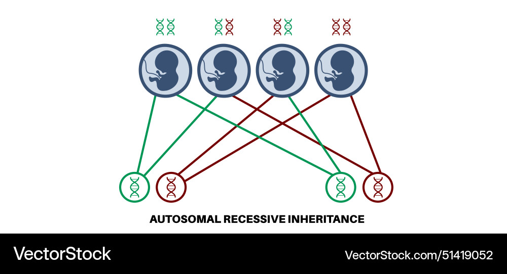Autosomal Recessive Inheritance Royalty Free Vector Image