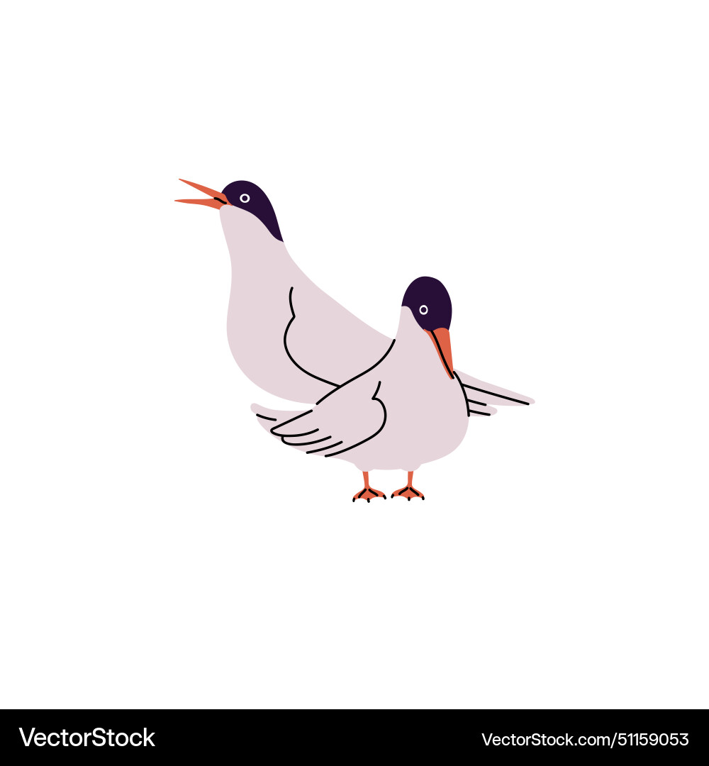 Pair of arctic terns cute couple sternas Vector Image