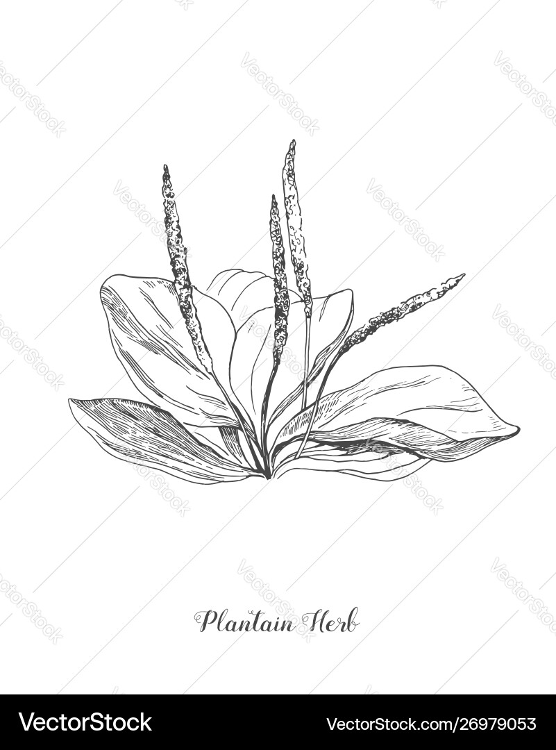 Plantain botanical medicinal plant Royalty Free Vector Image