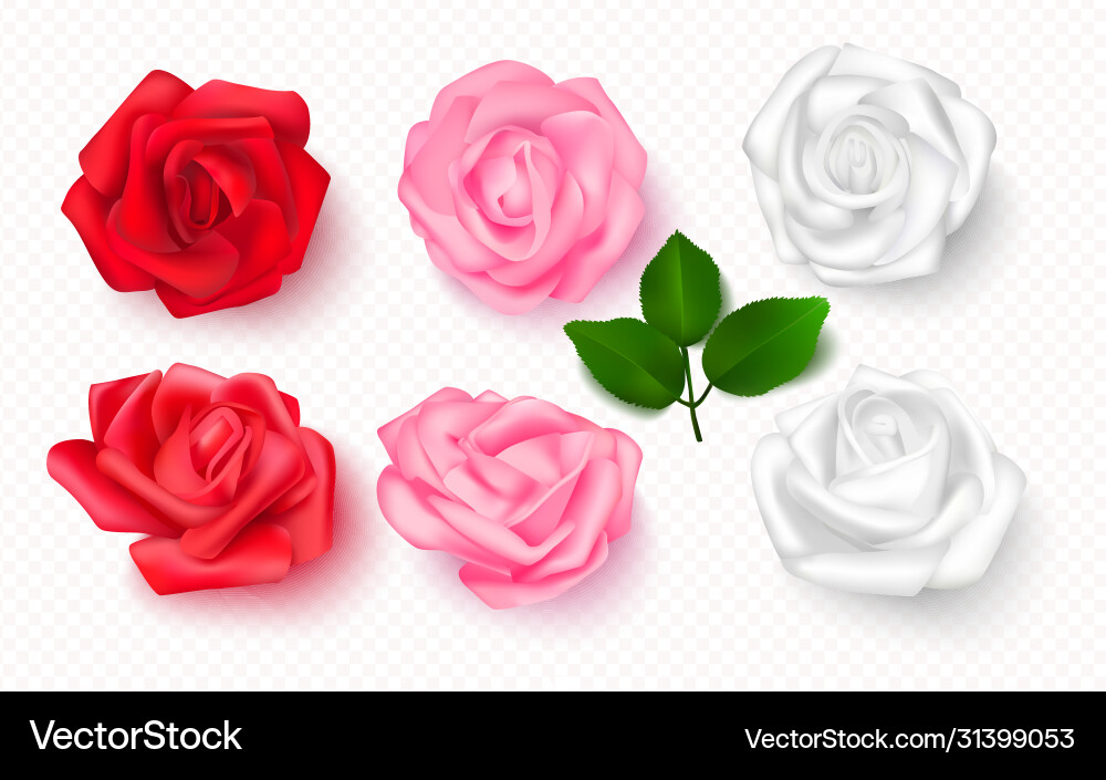 Set rose buds on a transparent background 3d Vector Image