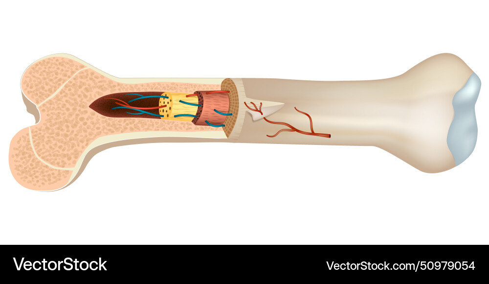 Structure and components of long bone Royalty Free Vector
