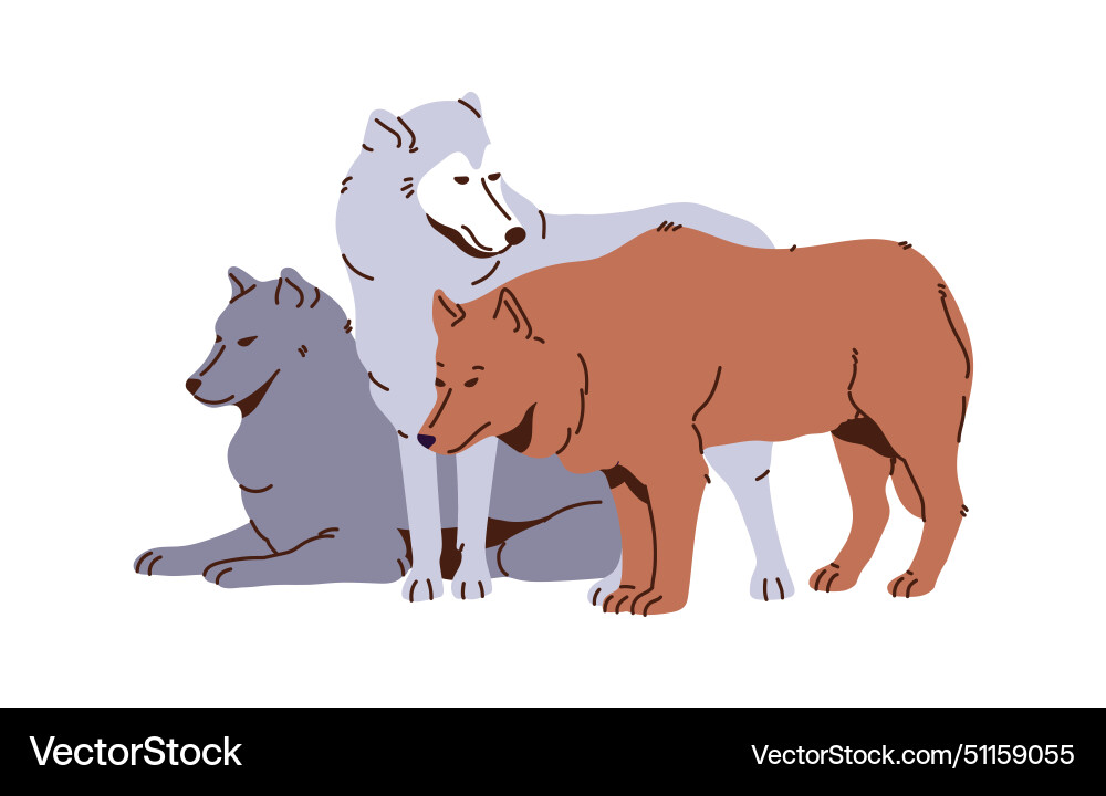Pack of arctic grey or northwestern wolf relaxes Vector Image