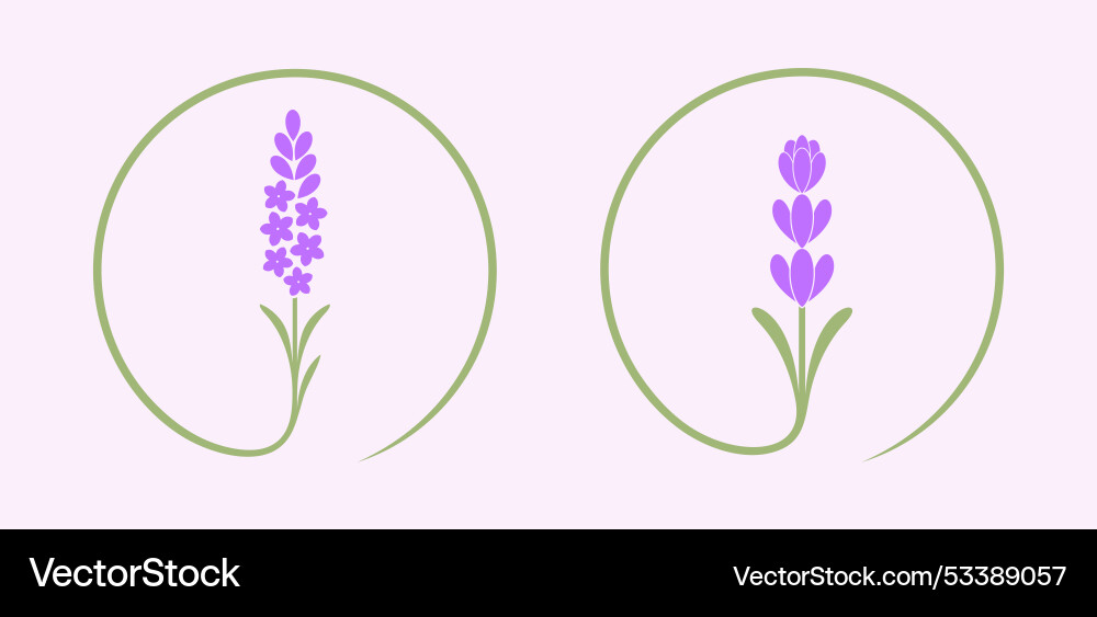 Lavender flower Royalty Free Vector Image - VectorStock