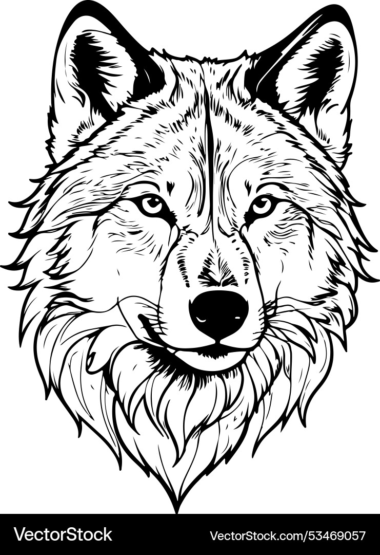 Wild wolf a white background Royalty Free Vector Image