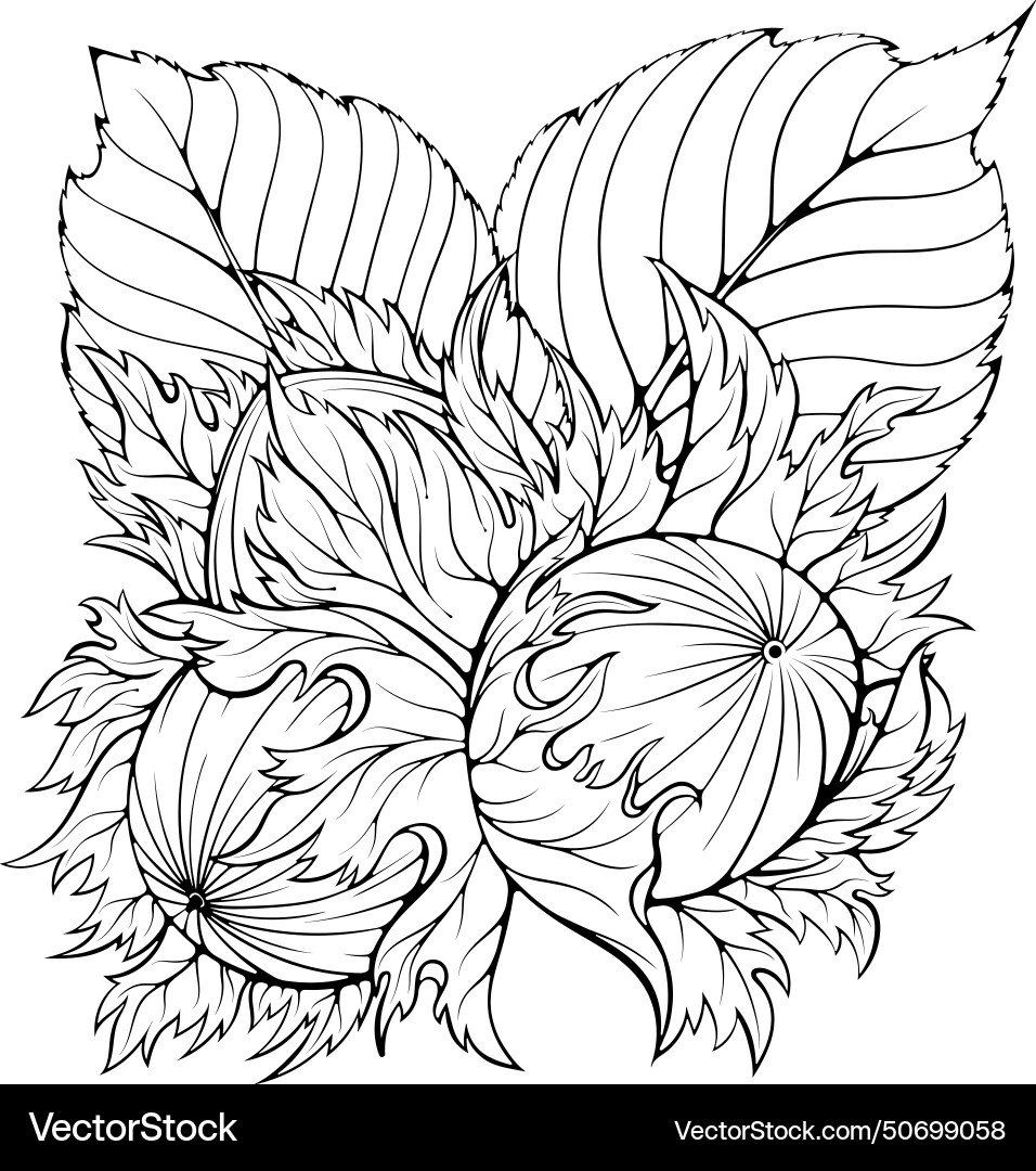 Composition with hazelnuts tree plant line art Vector Image