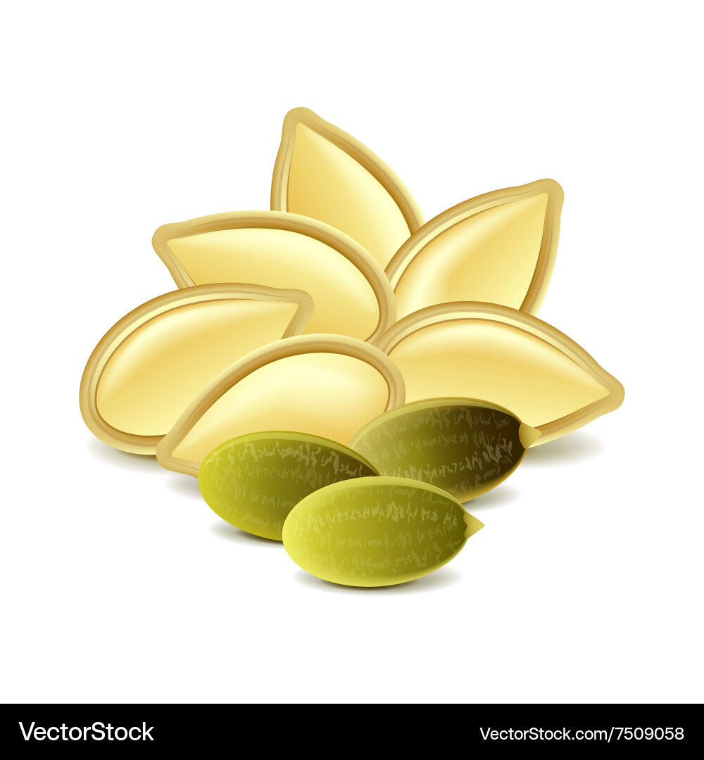 Pumpkin seeds isolated on white Royalty Free Vector Image