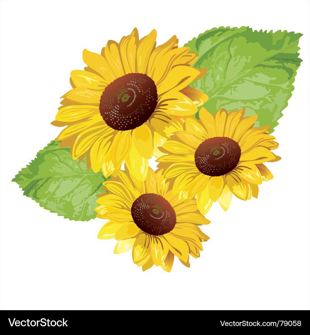 Free Sunflower Vector Images (over 1,600)