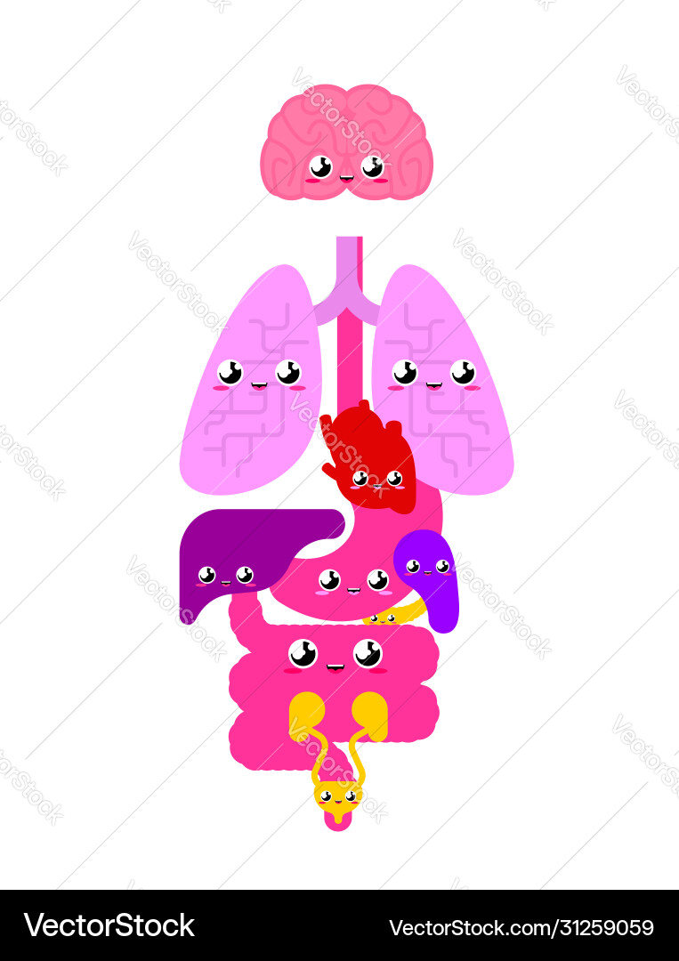 Cute human anatomy organs internal cartoon style Vector Image