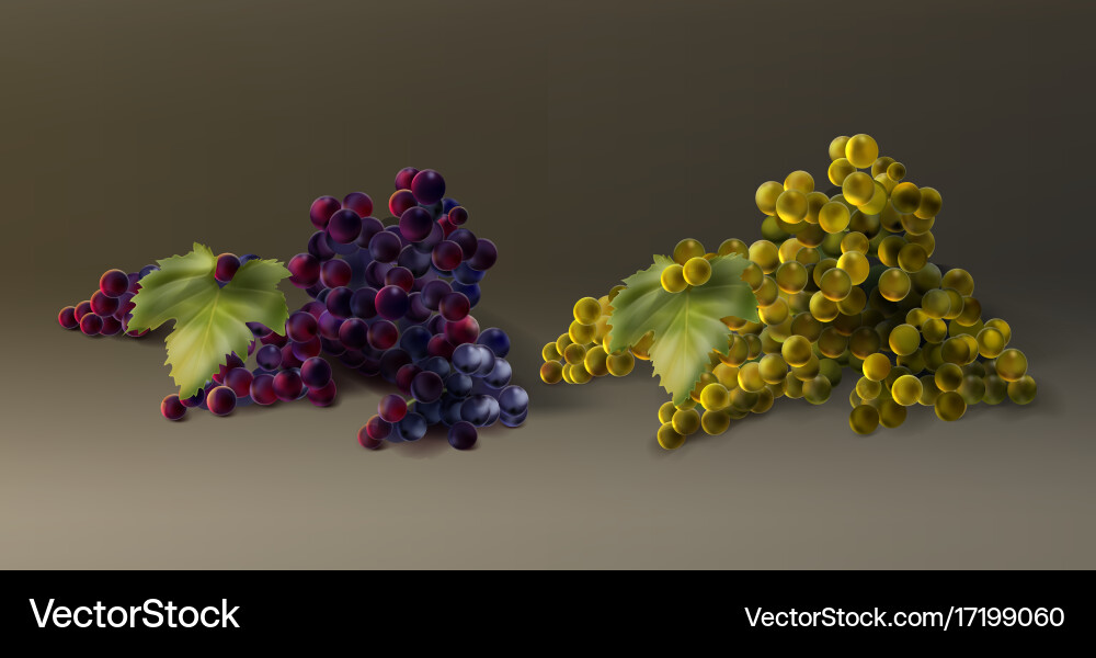 Bunch of grapes Royalty Free Vector Image - VectorStock