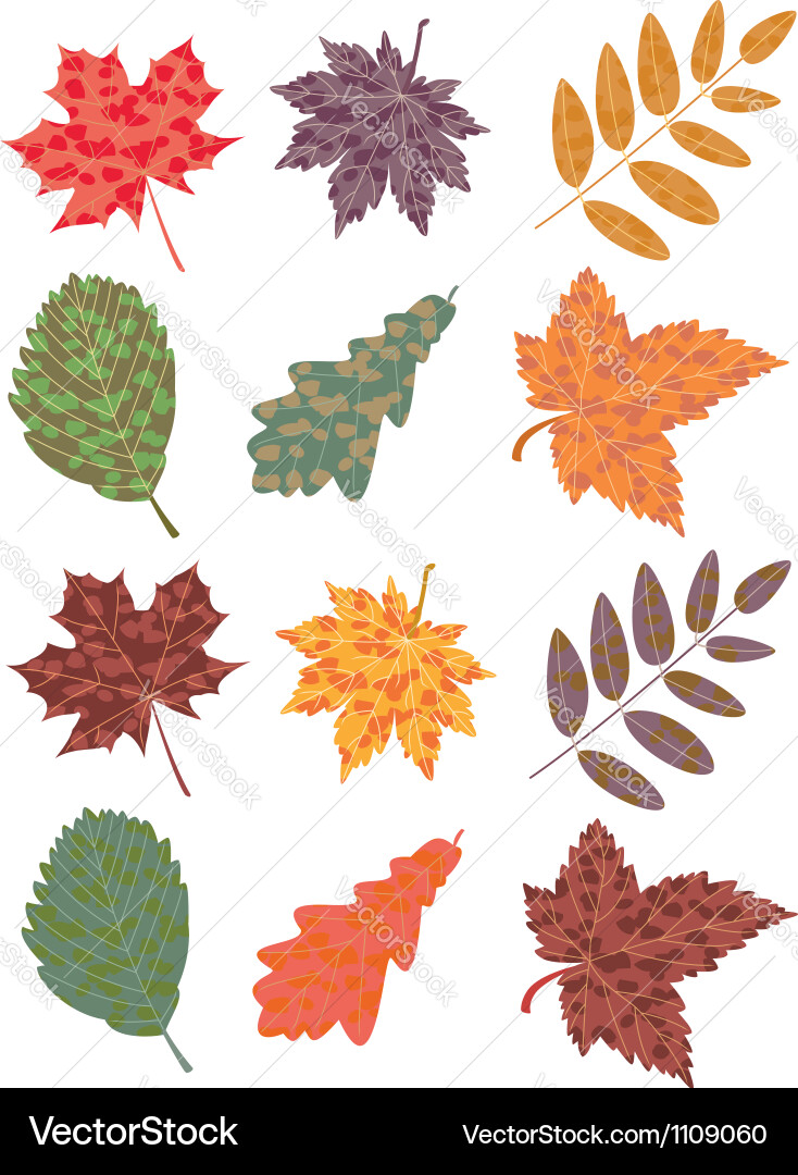 Fall leaves Royalty Free Vector Image - VectorStock