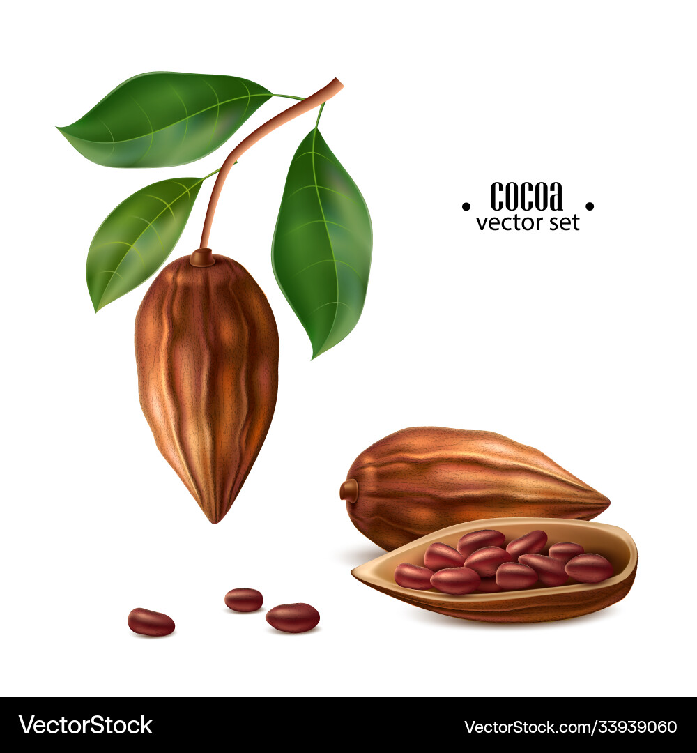 Realistic raw cocoa beans with leaf Royalty Free Vector