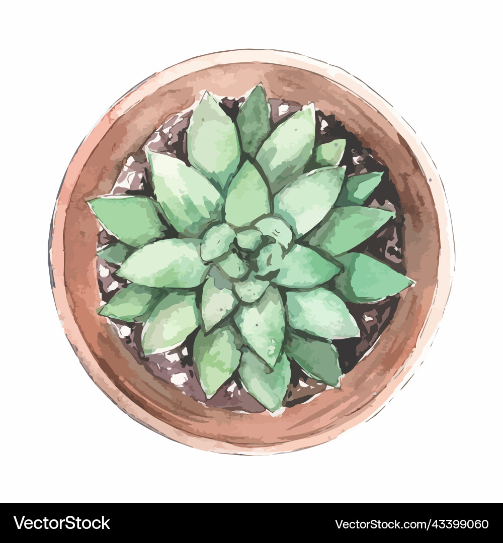 Succulents flowers top view Royalty Free Vector Image