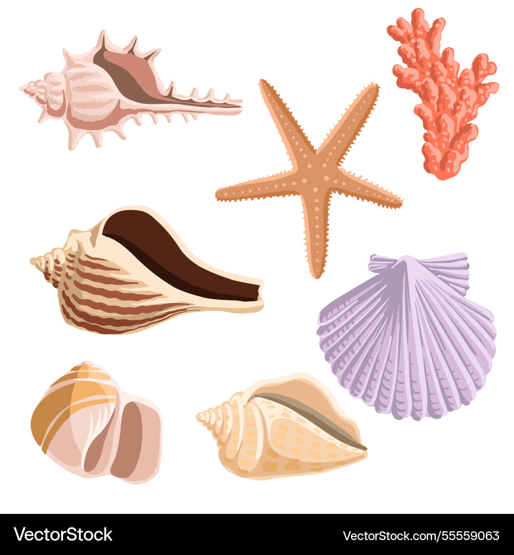 Drawing sea shell Royalty Free Vector Image - VectorStock