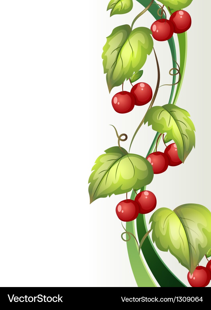 A vine plant with fruits Royalty Free Vector Image