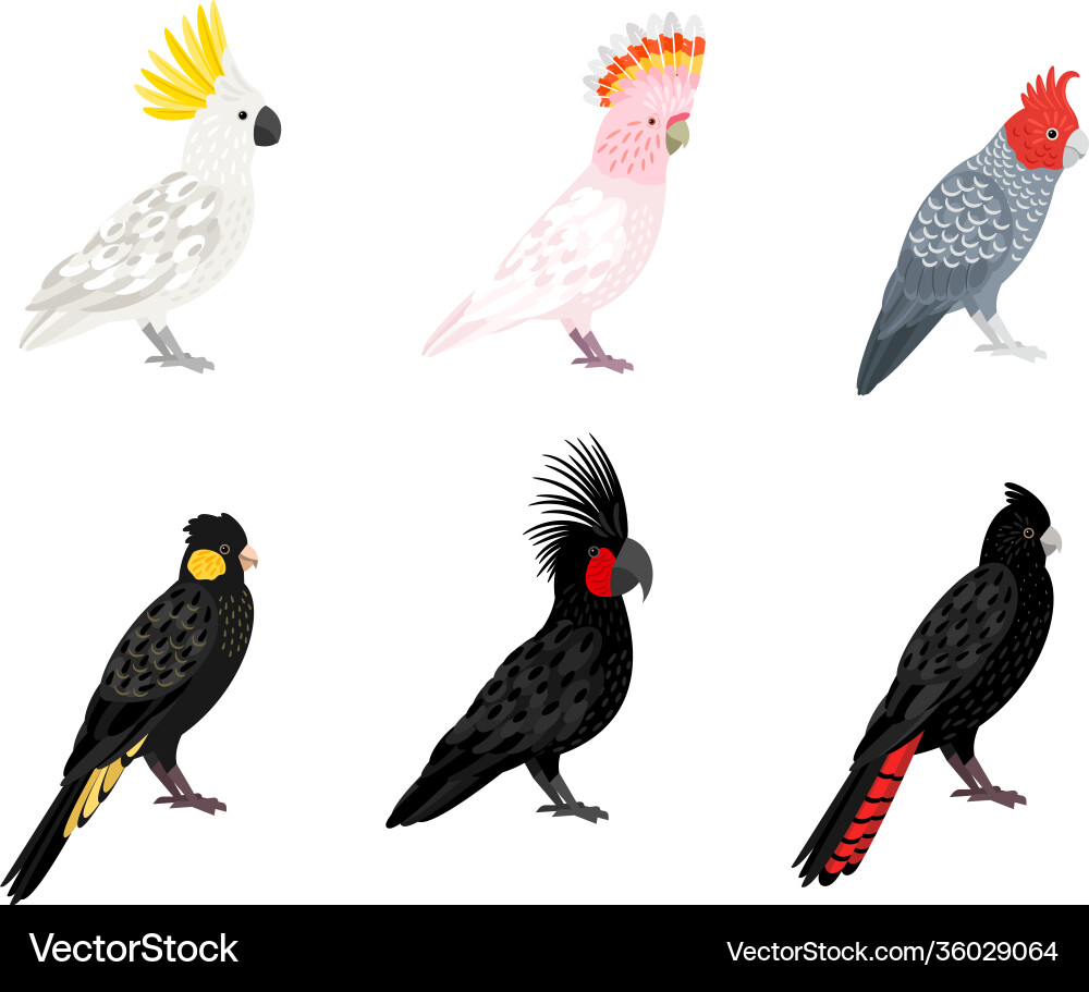 Parrots cockatoo set Royalty Free Vector Image