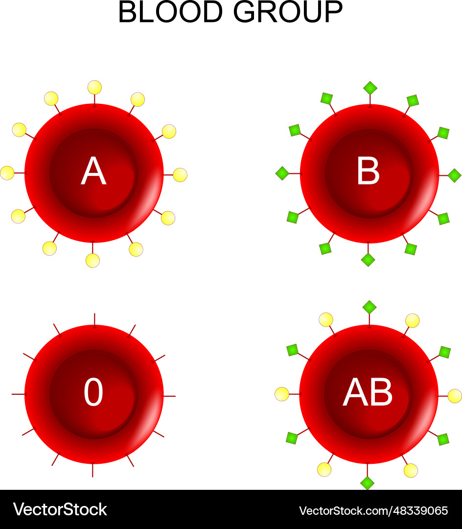 Blood type group Royalty Free Vector Image - VectorStock