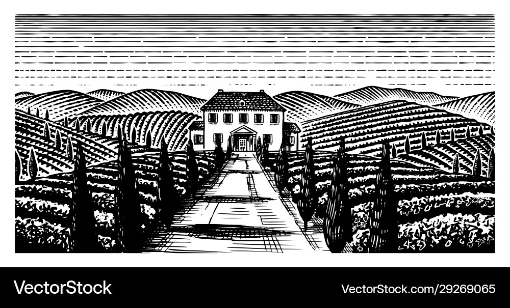 Scenic view vineyards wide panoramic vine Vector Image