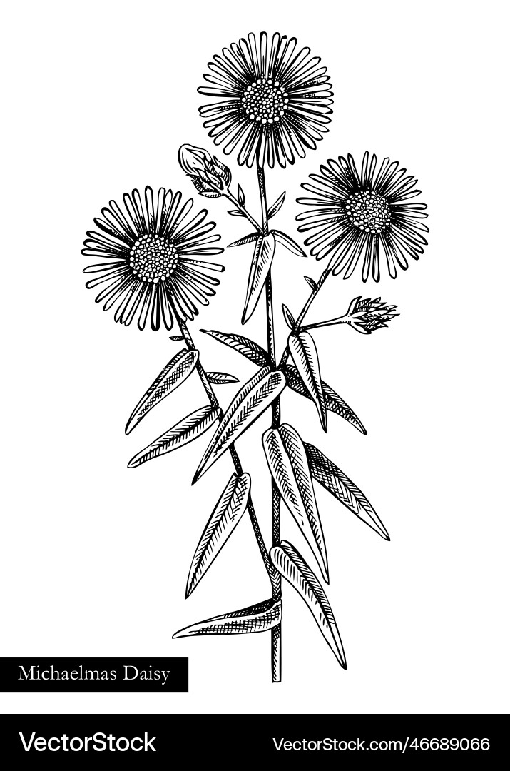 Aster hand drawn autumn flower sketch mich Vector Image