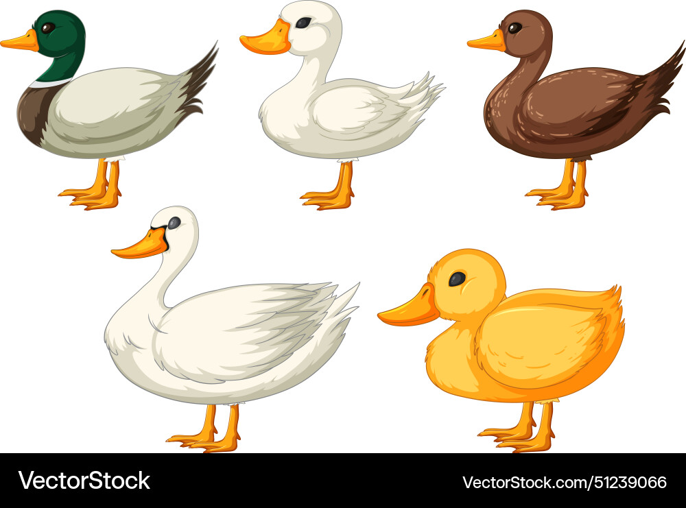 Five different styled cartoon ducks standing Vector Image