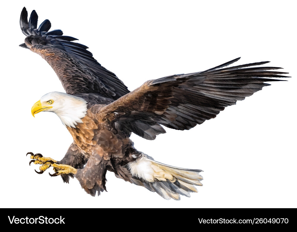 Bald Eagle Attack Royalty Free Vector Image - VectorStock