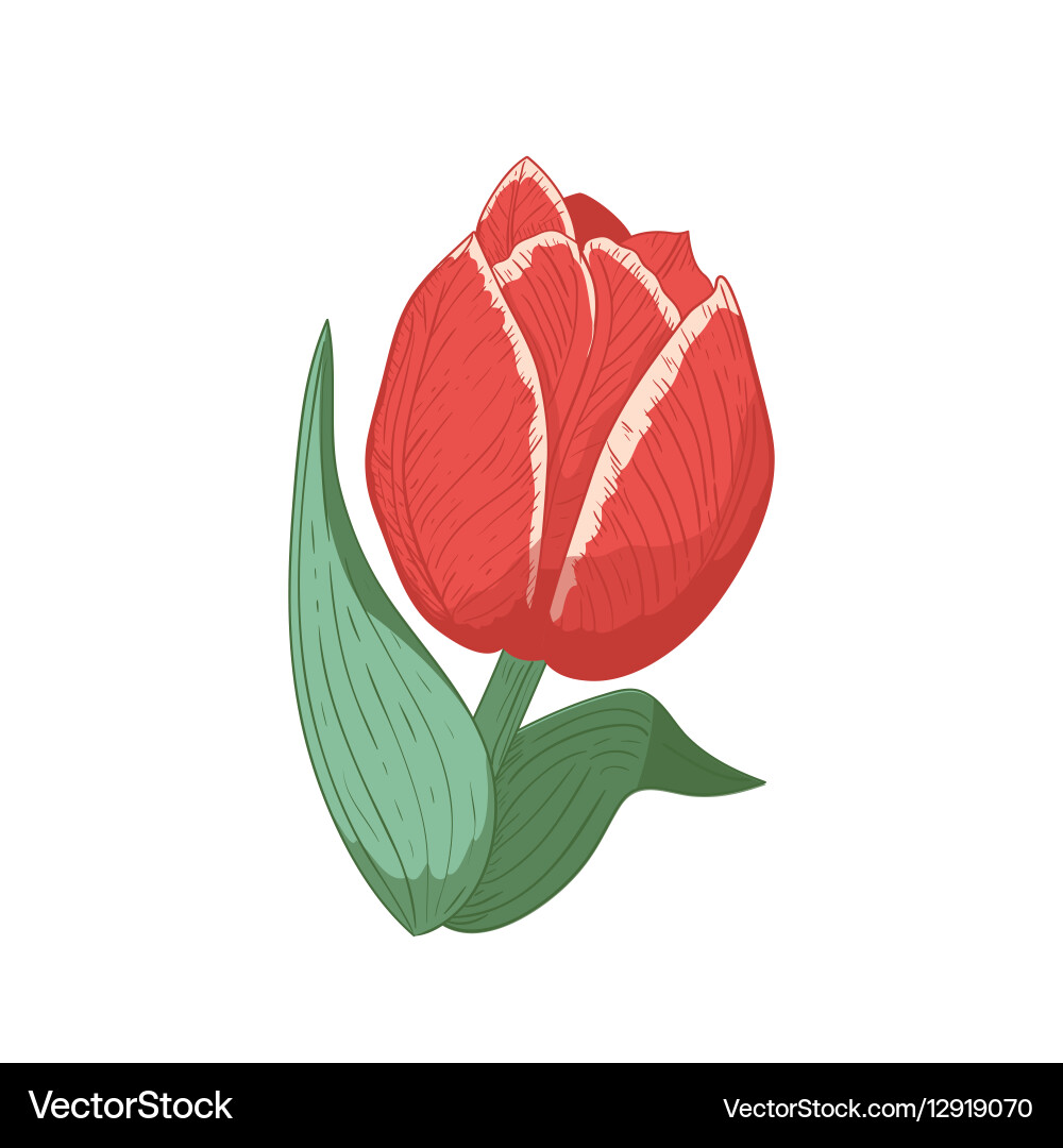 Vintage Tulpe Blume Lizenzfreies Vektorbild - VectorStock