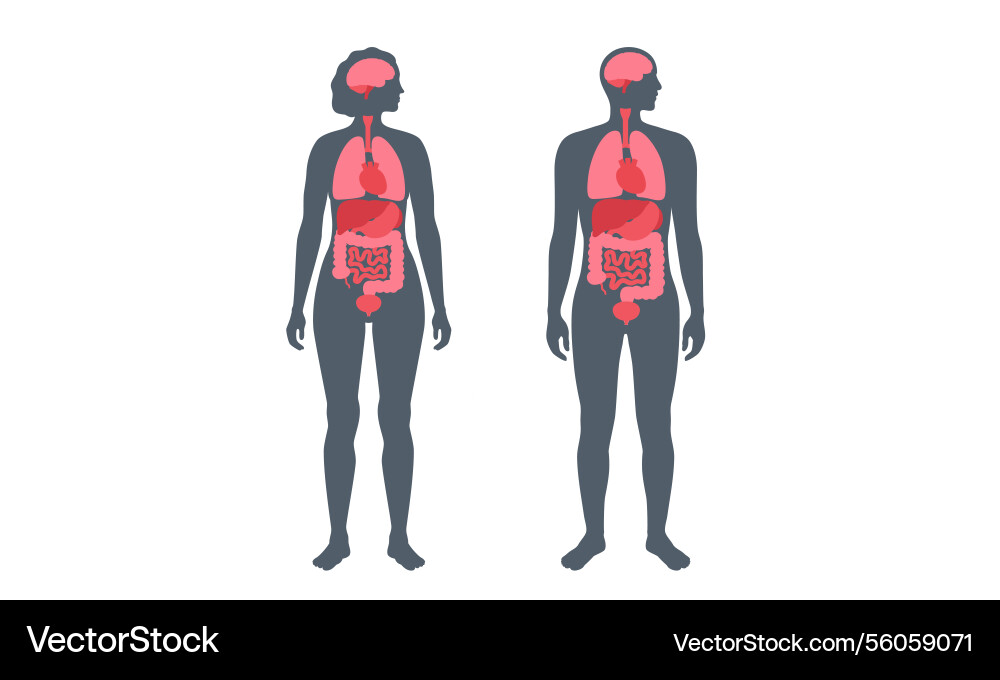 Human internal organs Royalty Free Vector Image