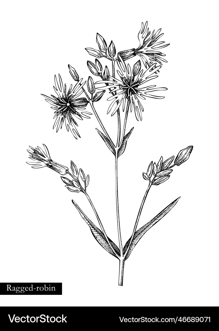 Ragged-robin hand drawn summer flower sketch Vector Image