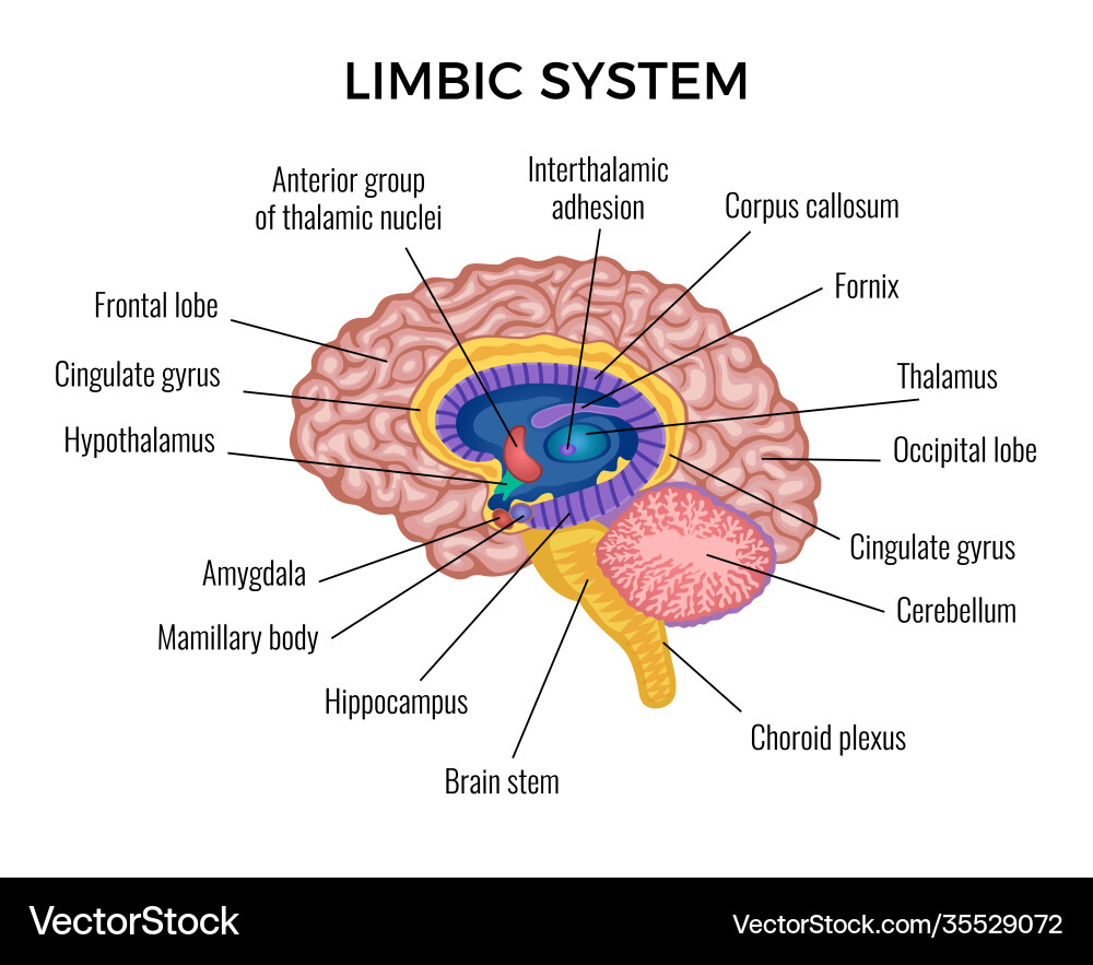 Brain anatomy infographics Royalty Free Vector Image