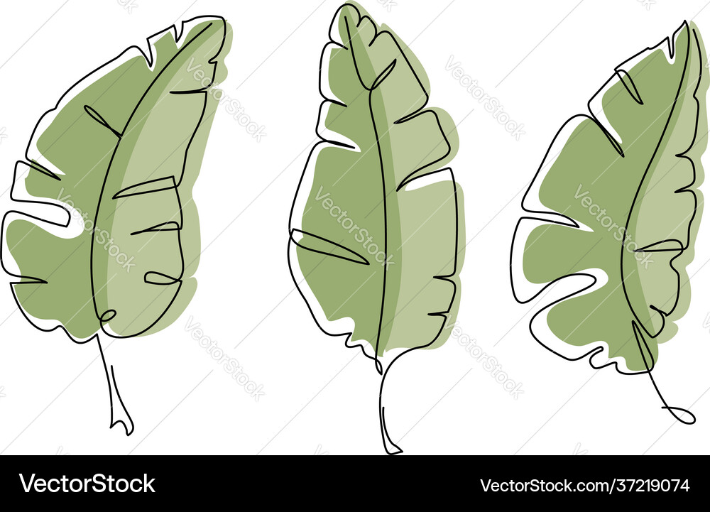 Banana Leaf Drawing