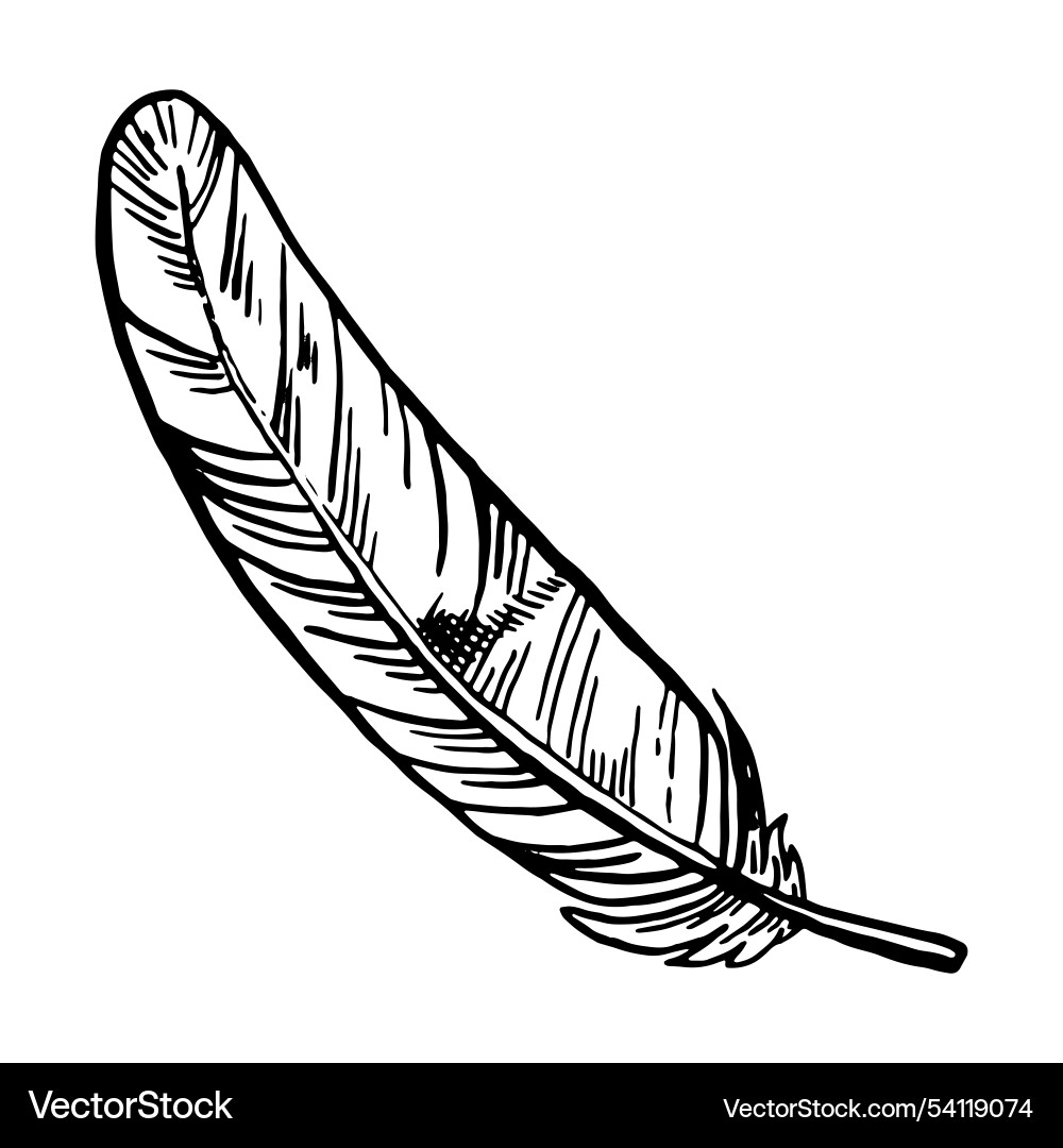 Federn Hand gezogen Set Lizenzfreies Vektorbild