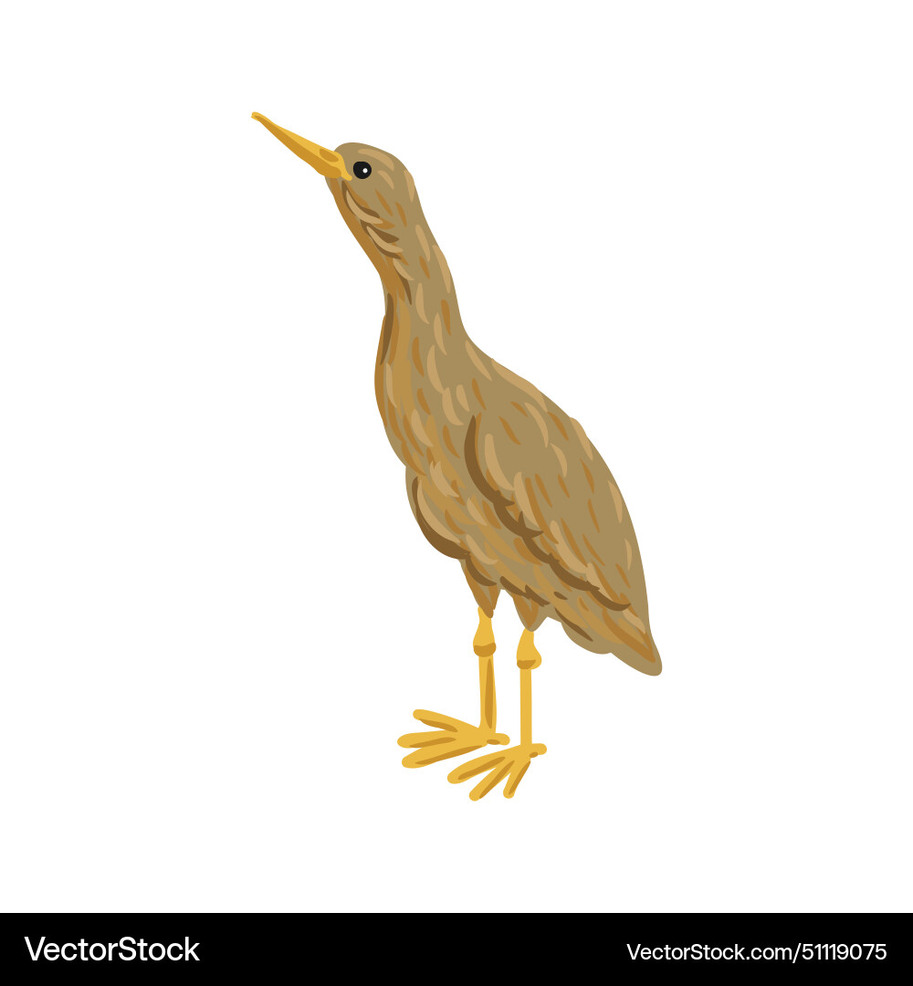 Drawing great bittern bird Royalty Free Vector Image
