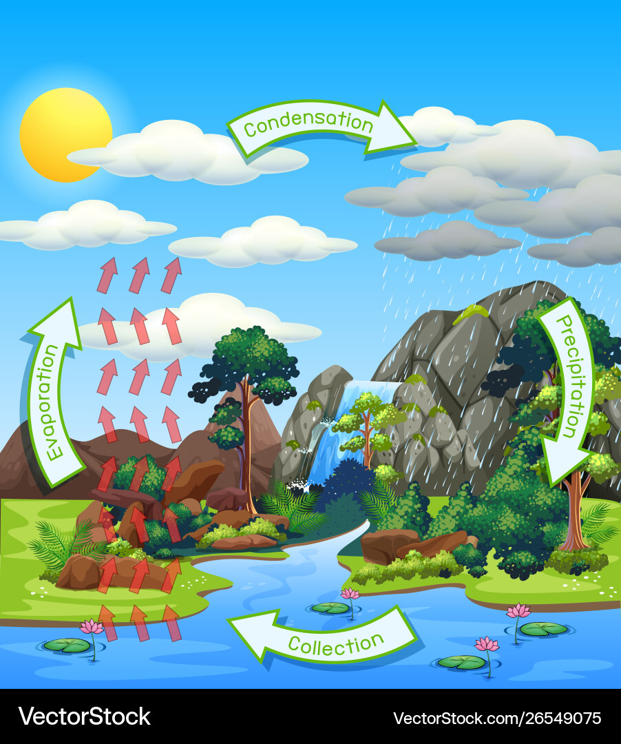 Water cycle process on earth - scientific Vector Image