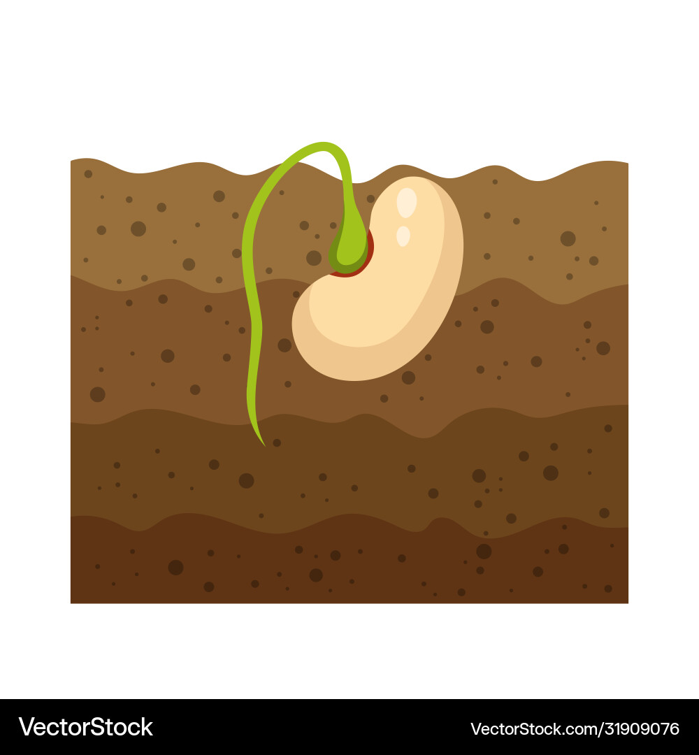 Plant growing from seed isolated on white Vector Image