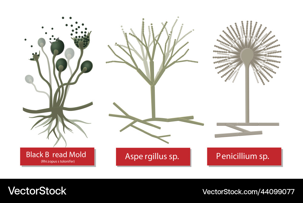 Different types of penicillium and aspergillus Vector Image