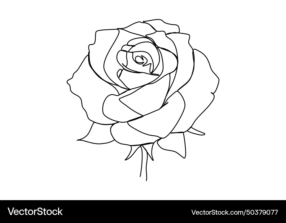 Flower one line drawing Royalty Free Vector Image