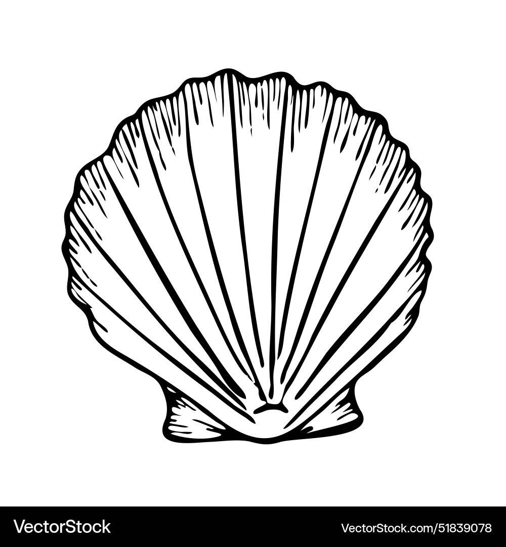 Seashell line art top view hand Royalty Free Vector Image