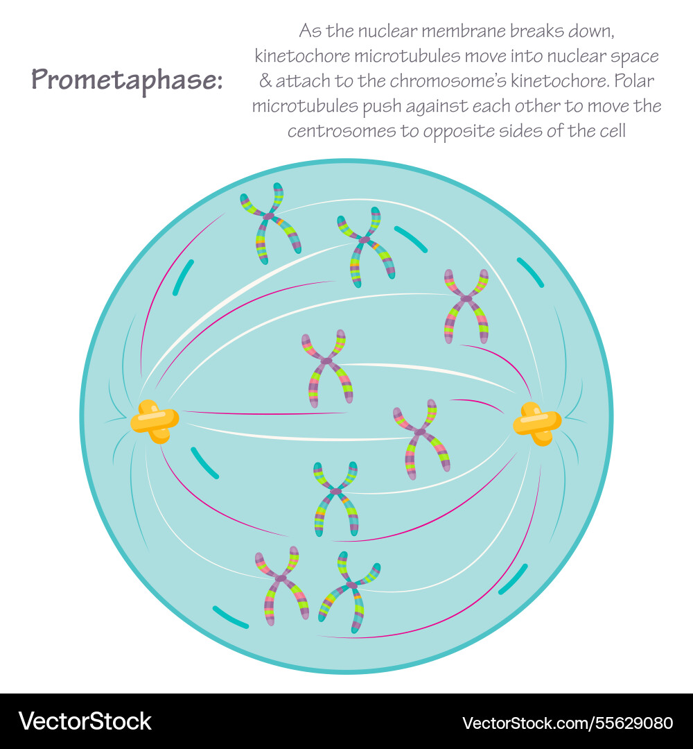 Prometaphase Stadium der Mitose Lizenzfreies Vektorbild