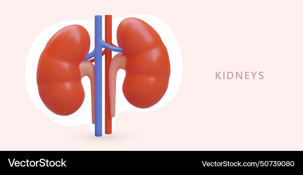 Realistic kidneys human internal organ color Vector Image